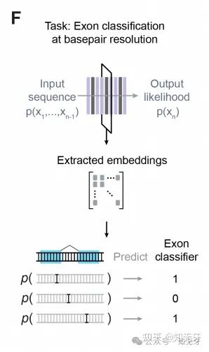 Evo2：跨生命领域的基因组“造物主”模型 - 知乎