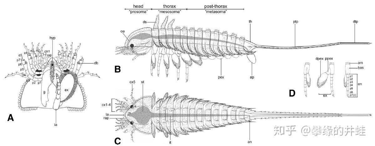 【地球演义】寒武纪的余烬：节肢动物篇 - 知乎
