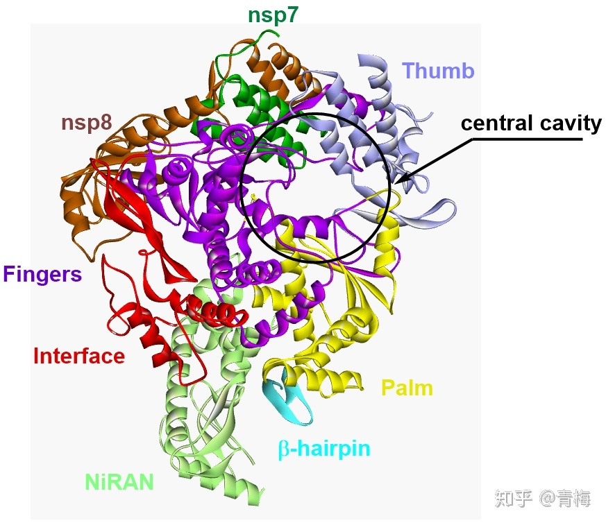 新冠药理：Paxlovid和瑞德西韦的原理，RdRp和MPro抑制剂与病毒的结合（docking）数据，还有哪些常用药可抑制病毒 - 知乎