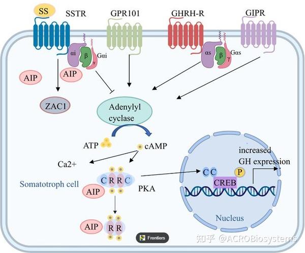 【全球首个】GLP-1R/GIPR/GCGR三激动剂项目启动Ⅲ期临床 - 知乎
