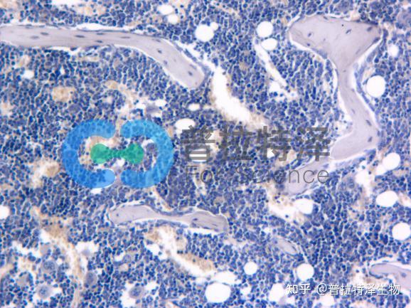 小鼠关节ALP活性检测实验步骤 - 知乎