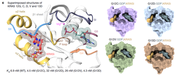 NATURE：KRAS靶向治疗新突破！新型泛KRAS突变抑制剂，可广泛靶向KRAS突变体 - 知乎