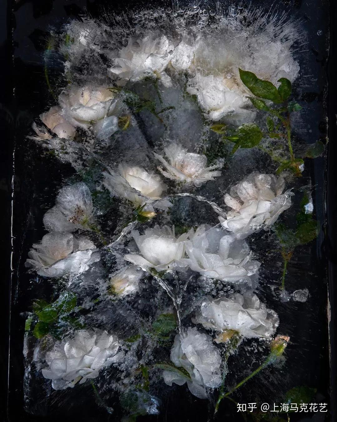 花艺培训|震惊！原来冰箱可以创作出如此惊艳绝伦的花卉摄影！ - 知乎