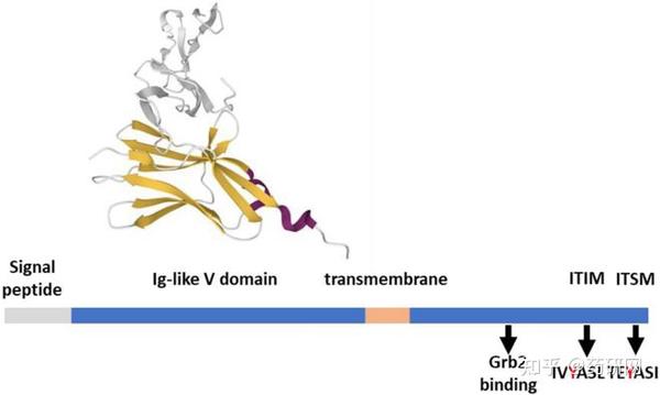 BTLA入局免疫检查点的下一个十年 - 知乎