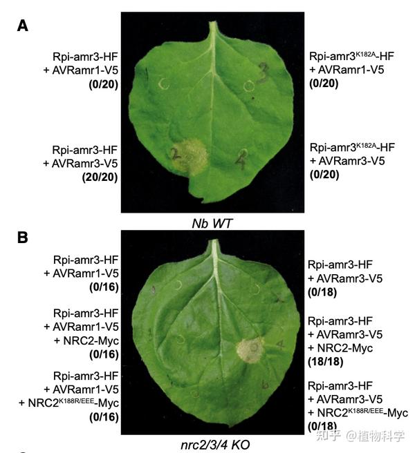 EMBO J 一作详解 | 英国TSL研究所Jonathan Jones组发现植物辅助型抗病蛋白(Helper NLR)激活机制 - 知乎