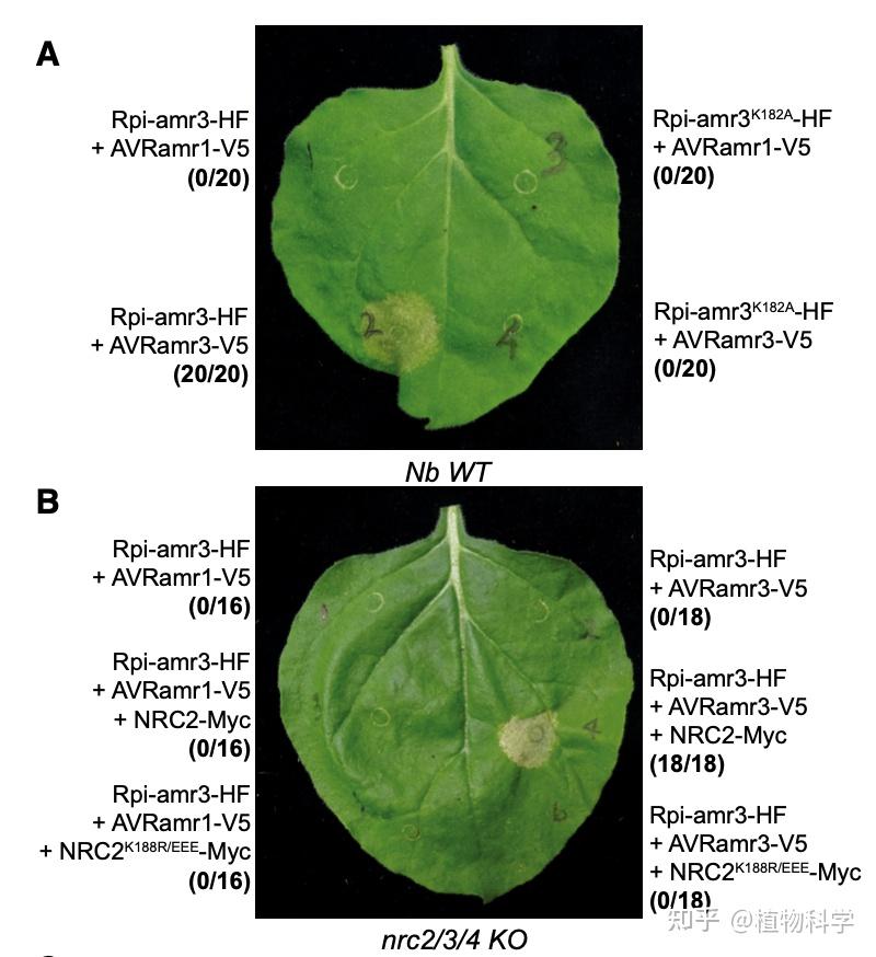 EMBO J 一作详解 | 英国TSL研究所Jonathan Jones组发现植物辅助型抗病蛋白(Helper NLR)激活机制 - 知乎