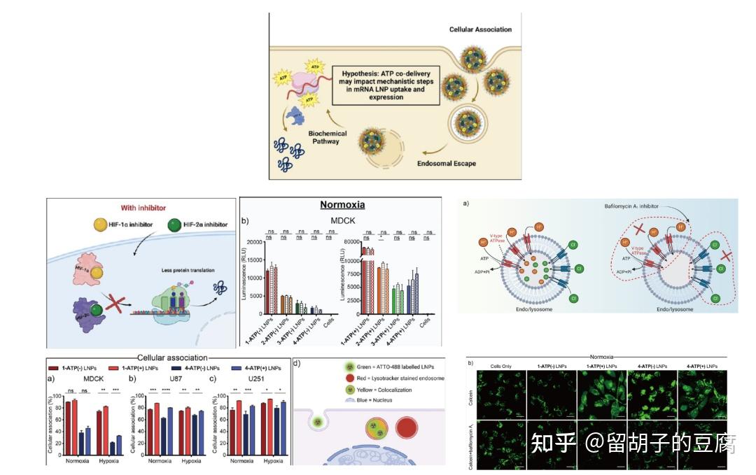 共递送ATP提升mRNA-LNP细胞内蛋白表达水平数十倍 - 知乎