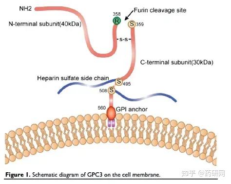 GPC3：治疗肝细胞癌的新型、有前景的靶点 - 知乎