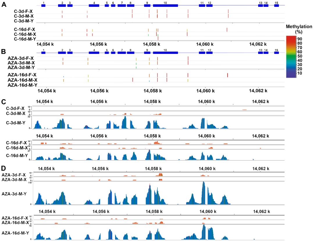 Sci Adv︱美国雪城大学刘占江团队揭秘斑点叉尾鮰的性别决定机制 - 知乎