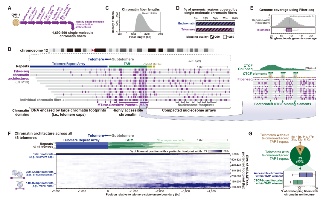 贝瑞基因全面解析丨Fiber-seq引领多组学研究新浪潮 - 知乎