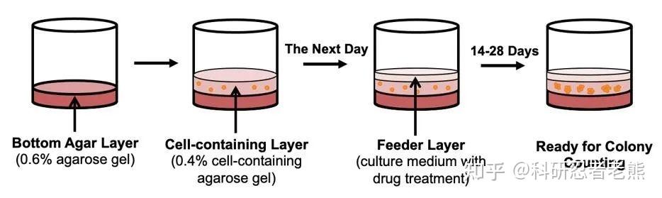 细胞表型之Colony-formation assay 克隆形成实验指南 - 知乎