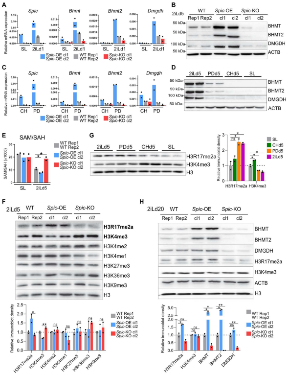 Science adv | 转录因子SPIC连接胚胎干细胞中的细胞代谢与表观调控 - 知乎
