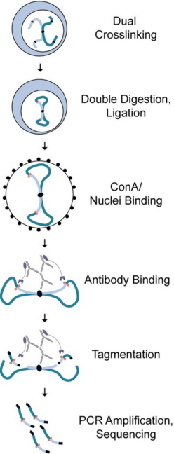 从实验到数据分析，HiCuT技术全览！ - 知乎