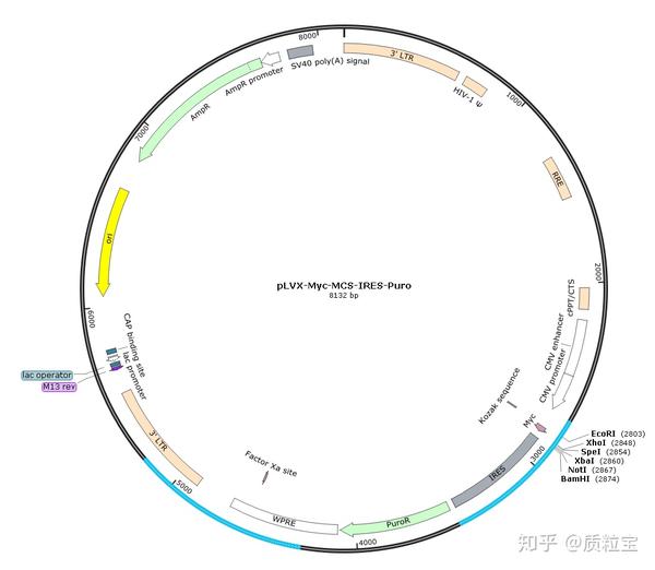 pLVX系列3×Flag慢病毒表达载体 - 知乎