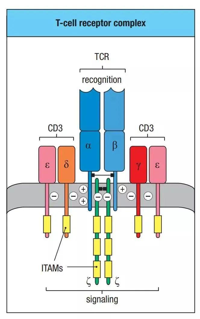 【干货】CAR-T载体的每个元件的功能介绍 - 知乎