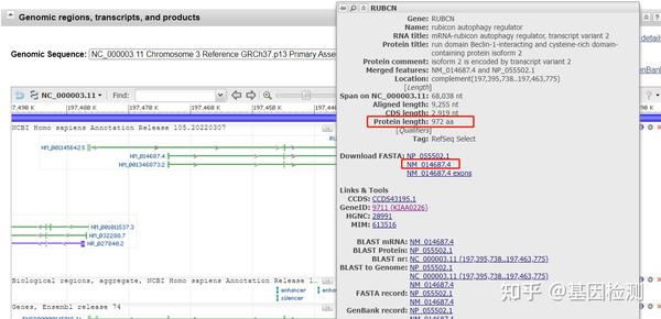 RUBCN基因总结 - 知乎