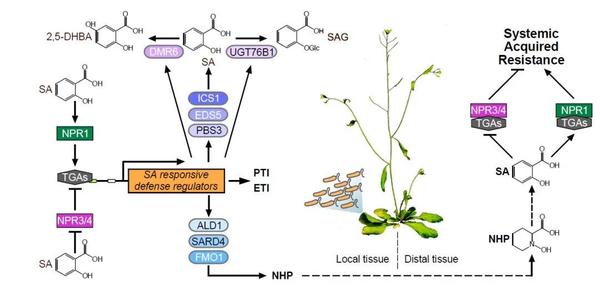 Plant Cell | 张跃林团队揭示水杨酸受体NPR1和NPR3/4在植物免疫中的多重作用 - 知乎