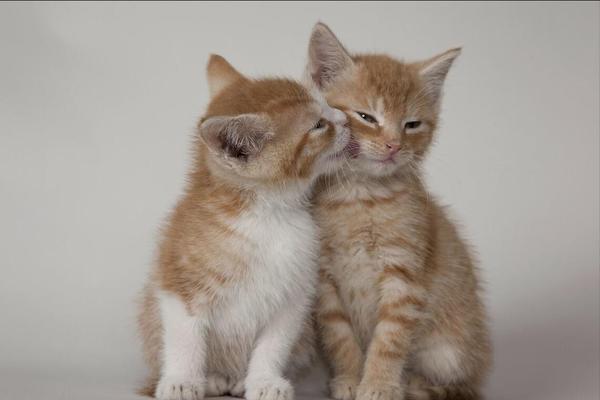 猫咪乱拉乱尿怎么办? 知乎