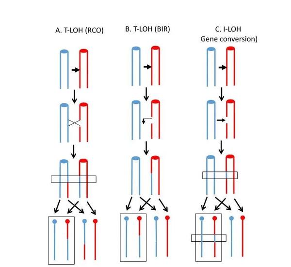 PLoS Genet︱浙江大学郑道琼/杜克大学Thomas D. Petes团队合作阐释转座子序列驱动酵母基因组变异规律 - 知乎
