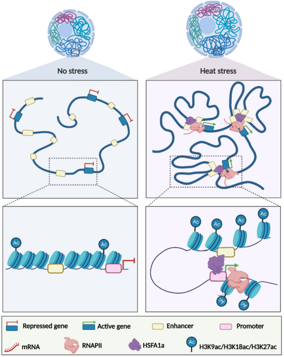 ATAC+RNA-seq揭秘植物领域的基因表观遗传调控！ - 知乎