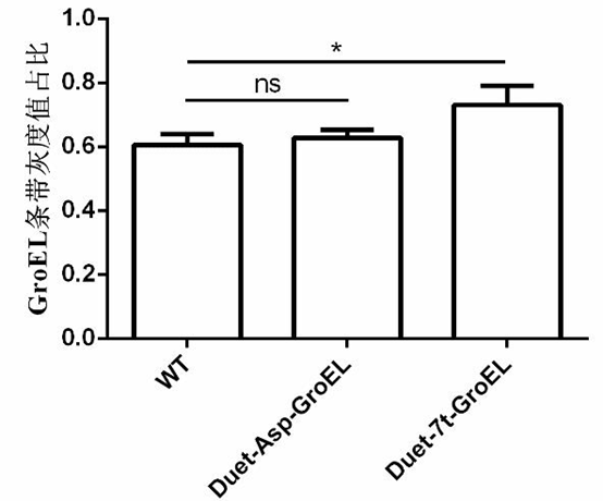 【菌周刊】菌种建库篇｜大肠杆菌BL21外源蛋白表达提高策略之氨基酸组成优化思路解析 - 知乎