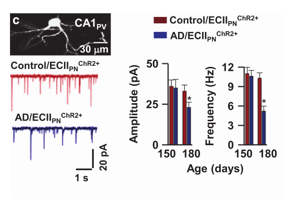 【文献解读】内嗅皮层到CA1的突触功能损伤导致AD小鼠认知障碍新机制 - 知乎