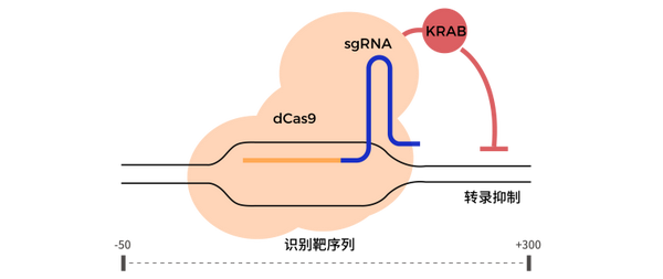sgRNA文库，精准靶向，高效编辑！ - 知乎