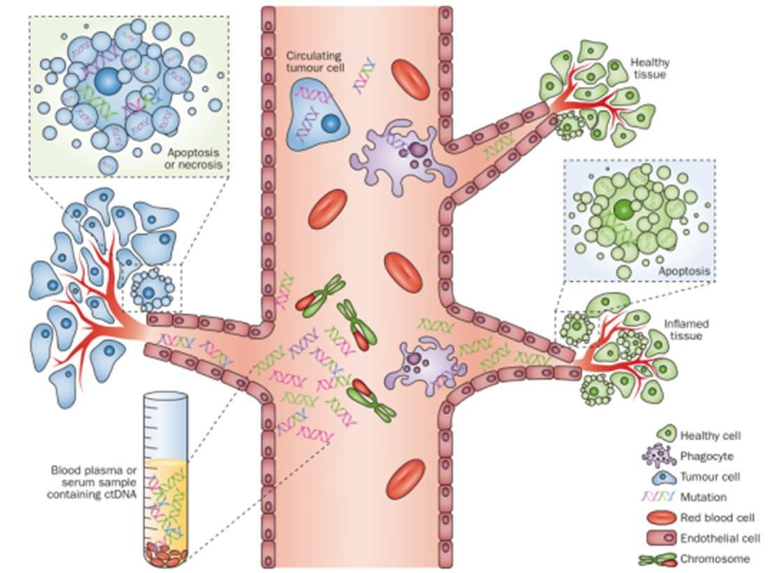NGS小知识 ‖ ctDNA检测在精准医学中的应用 - 知乎