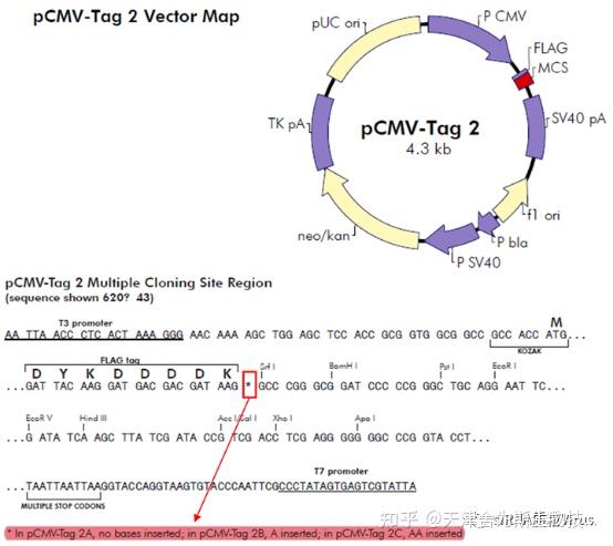 质粒元件拆解(二)——启动子解读 - 知乎