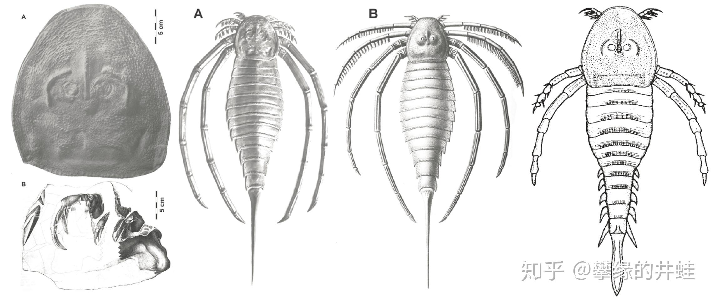 【地球演义】铁虿狰狞14：板足鲎杂谈 - 知乎