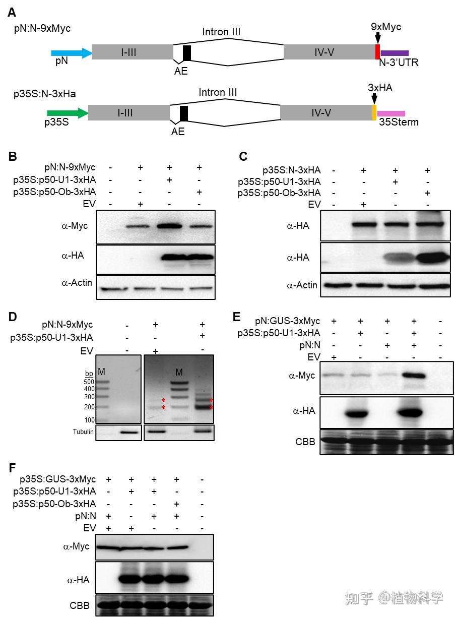 华中农业大学李峰课题组揭示保守转录因子NRZ1和NRM1在植物免疫中的重要功能 - 知乎