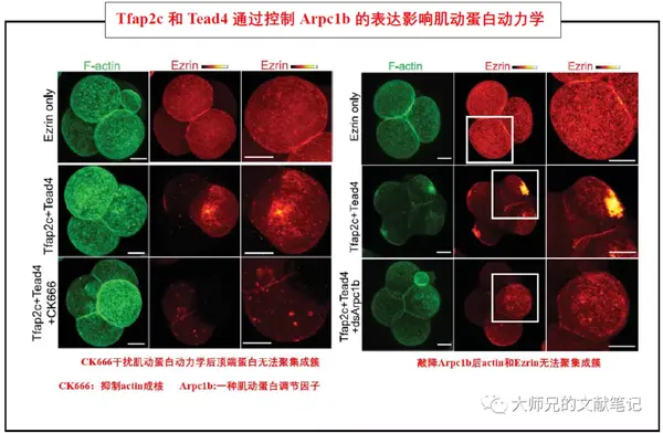 Science | 小鼠胚胎从头极化的发育时钟和分子机制 - 知乎