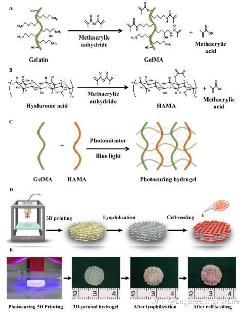 用于软骨再生的GelMA/HAMA复合3D打印冻干支架 - 知乎