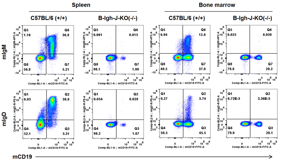 【双11大促·低至8折】BALB/c背景人源化小鼠来袭 - 知乎