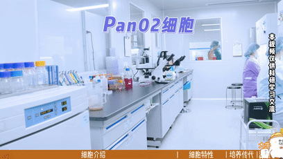 Pan02细胞培养，小鼠胰腺癌细胞培养攻略 - 丰晖生物 - 知乎