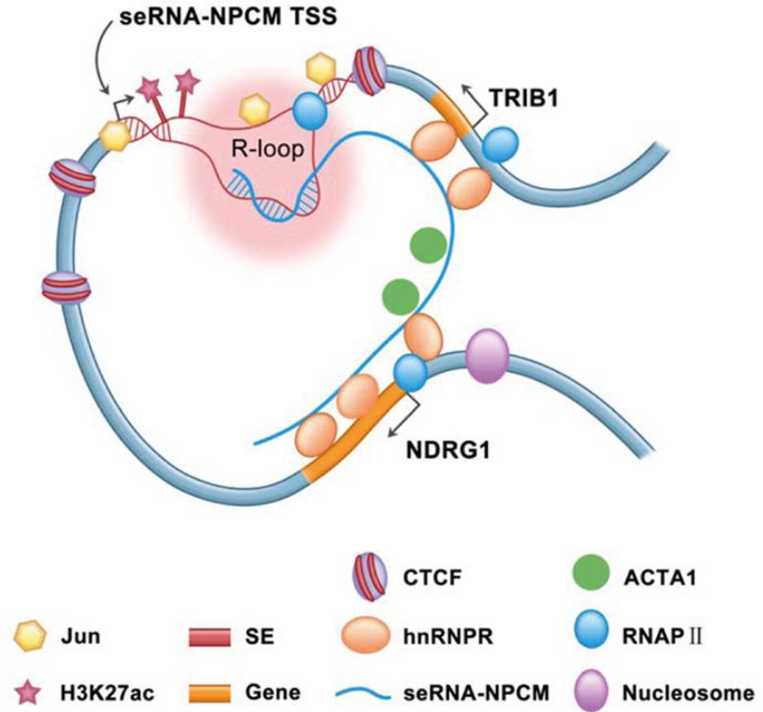 超级增强子的发现与研究进展 - 知乎