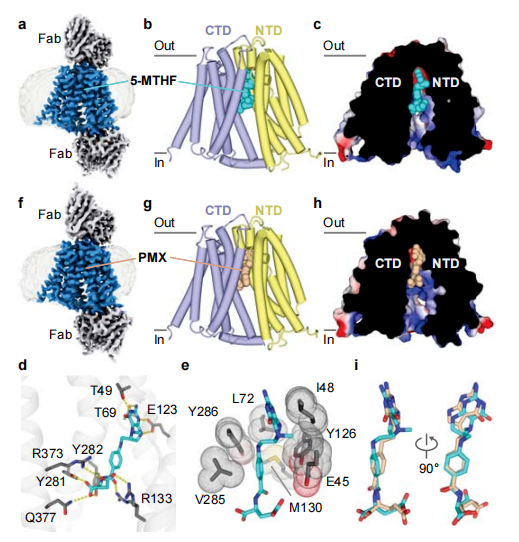 Nature︱高璞/张立国/高昂团队揭示SLC19A1对环二核苷酸和叶酸识别的分子机理 - 知乎