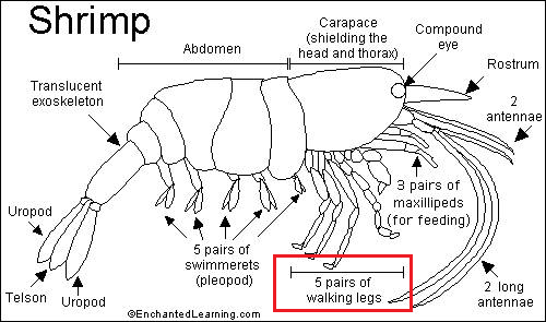 动物篇(15)·节肢动物门·甲壳亚门（中） - 知乎