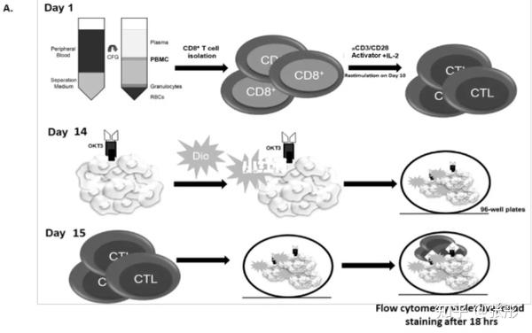 CD8+T细胞提取激活方法||附OT1小鼠介绍及order - 知乎