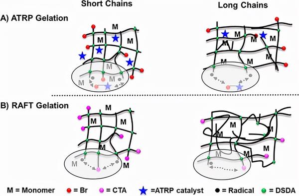 《大分子》RAFT和ATRP是形成聚合物网络的可互换聚合方法吗？ - 知乎