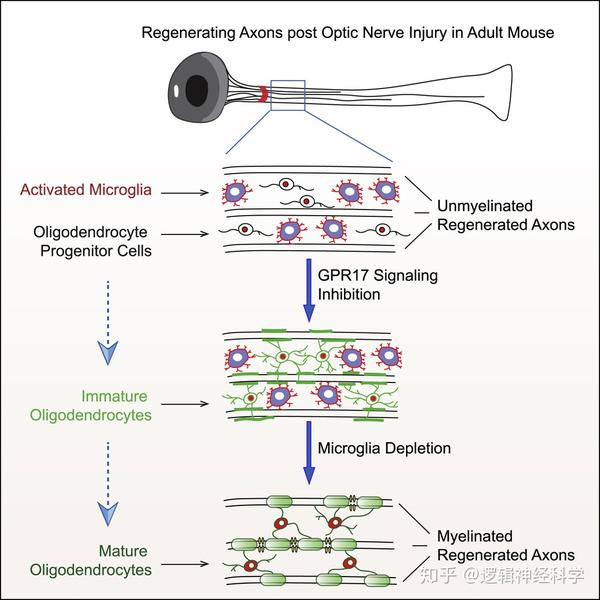 Neuron | GPR17和小胶质细胞的联合操控可诱导再生轴突髓鞘形成 - 知乎