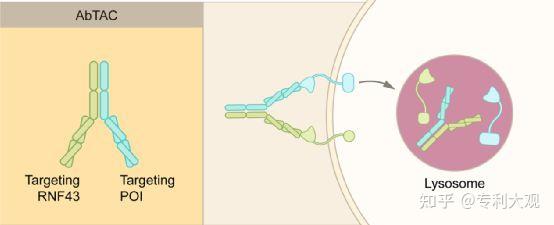 靶向蛋白质降解：机制、策略和应用 - 知乎