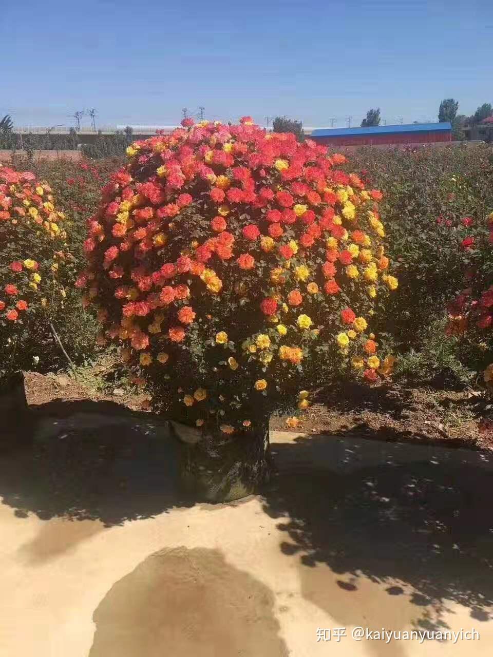 新款藤本月季花球 花球骨架 花球编织技术分享 - 知乎
