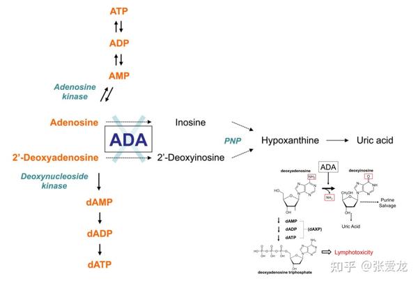 重度联合免疫缺陷症ADA-SCID 基因治疗概述 - 知乎