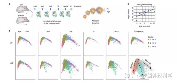 解读Nat Neurosci︱星形胶质细胞与老年痴呆以及衰老的新关系 - 知乎