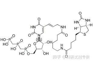 Biotin-11-UTP，生物素11-UTP，能够在生物体内发挥独特的功能 - 知乎