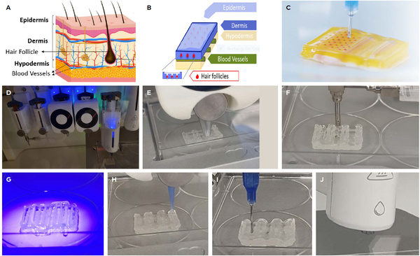 Cellink-3D生物打印应用文章：使用BIO X6生物打印机进行复杂皮肤构建的3D生物打印 - 知乎