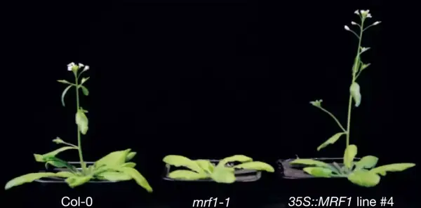 MRF1，一个新的开花调控蛋白 - 知乎