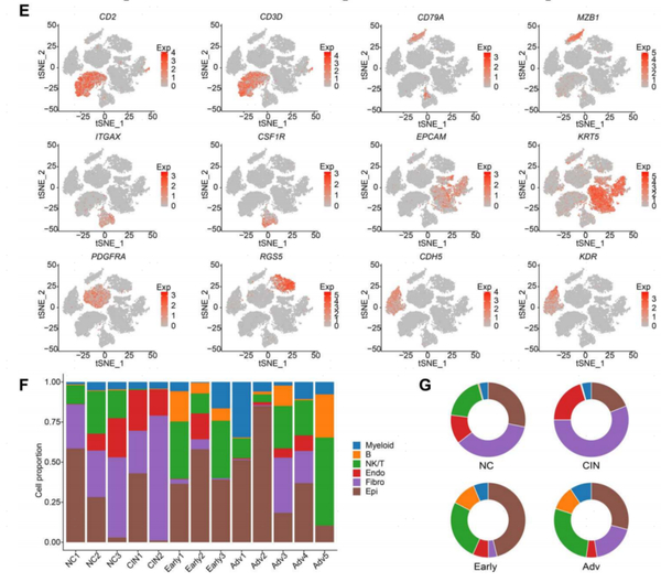 单细胞技术揭示宫颈鳞状细胞癌的发生发展 - 知乎