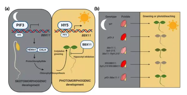 New Phytol | PIF3-HY5分子模块通过BBX1调控原叶绿素合成和光形态建成 - 知乎